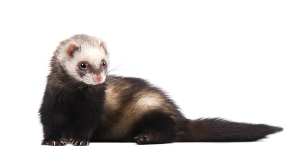 Pet Land Ferrets - Beautiful And Healthy Ferrets For Sale online