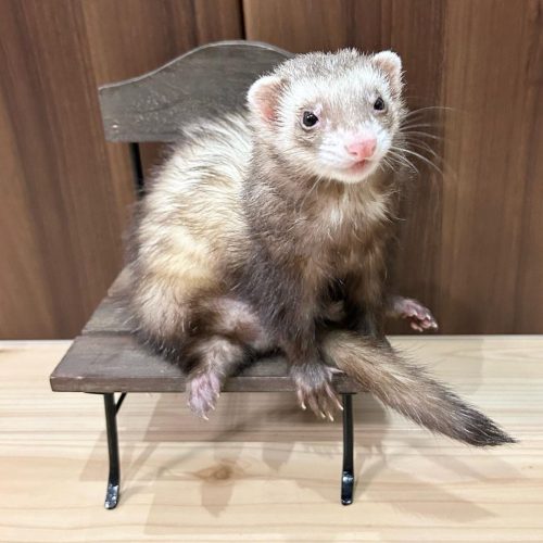 Ferrets for sale - Pet Land Ferrets