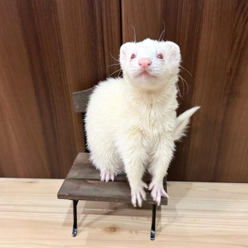 Ferrets for sale - Pet Land Ferrets