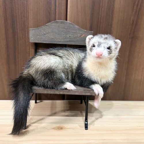 Ferrets for sale - Pet Land Ferrets